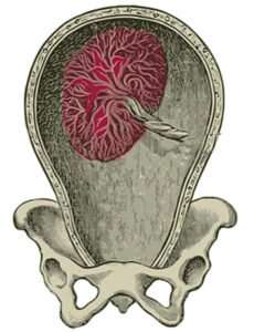 Is Retained Placenta a Medical Emergency? - Pregnancy FAQ